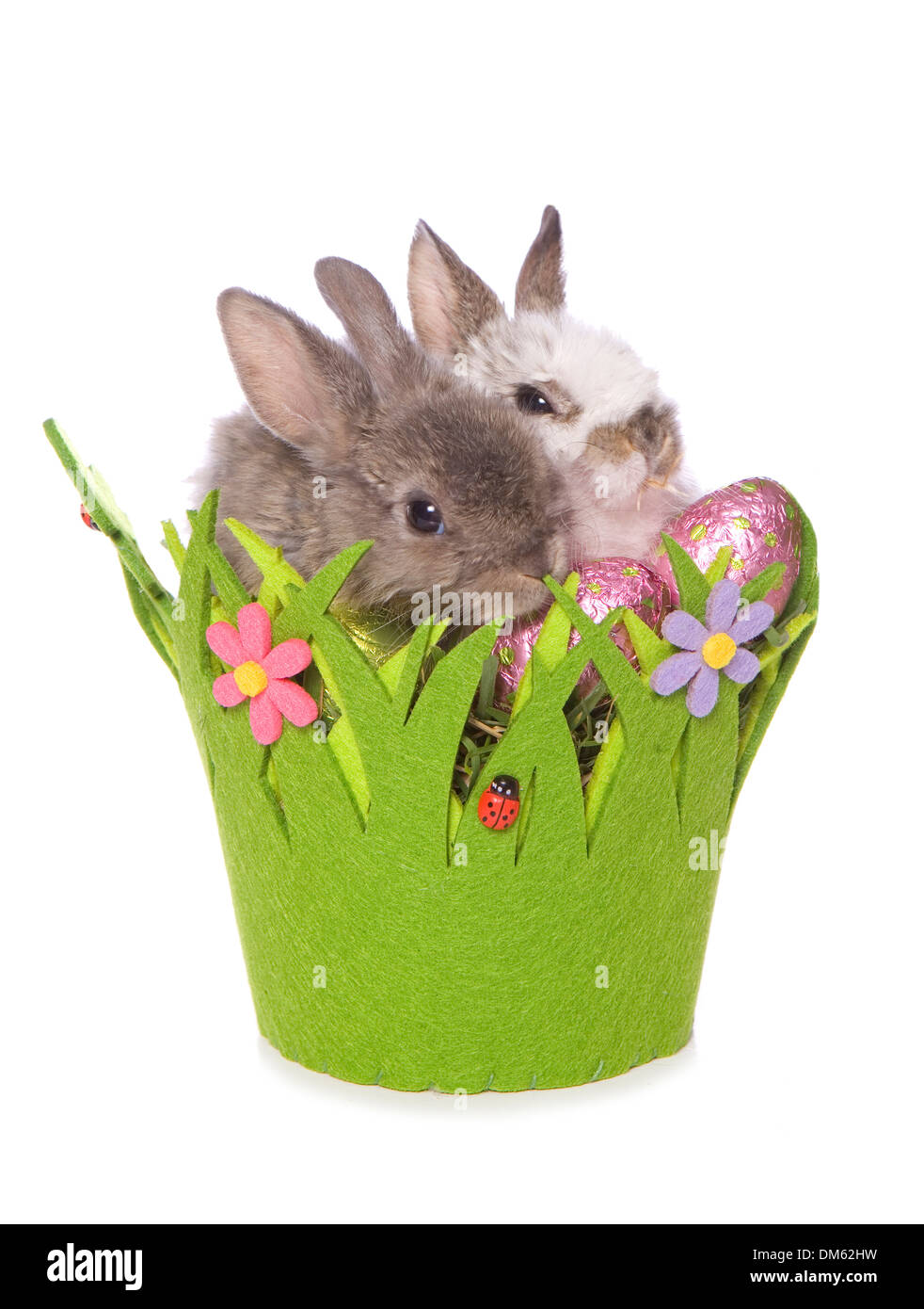 Domestic rabbit. Two Easter bunnies in a basket. Studio picture against ...