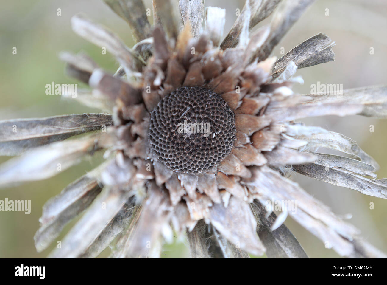 Protea flower hi-res stock photography and images - Alamy