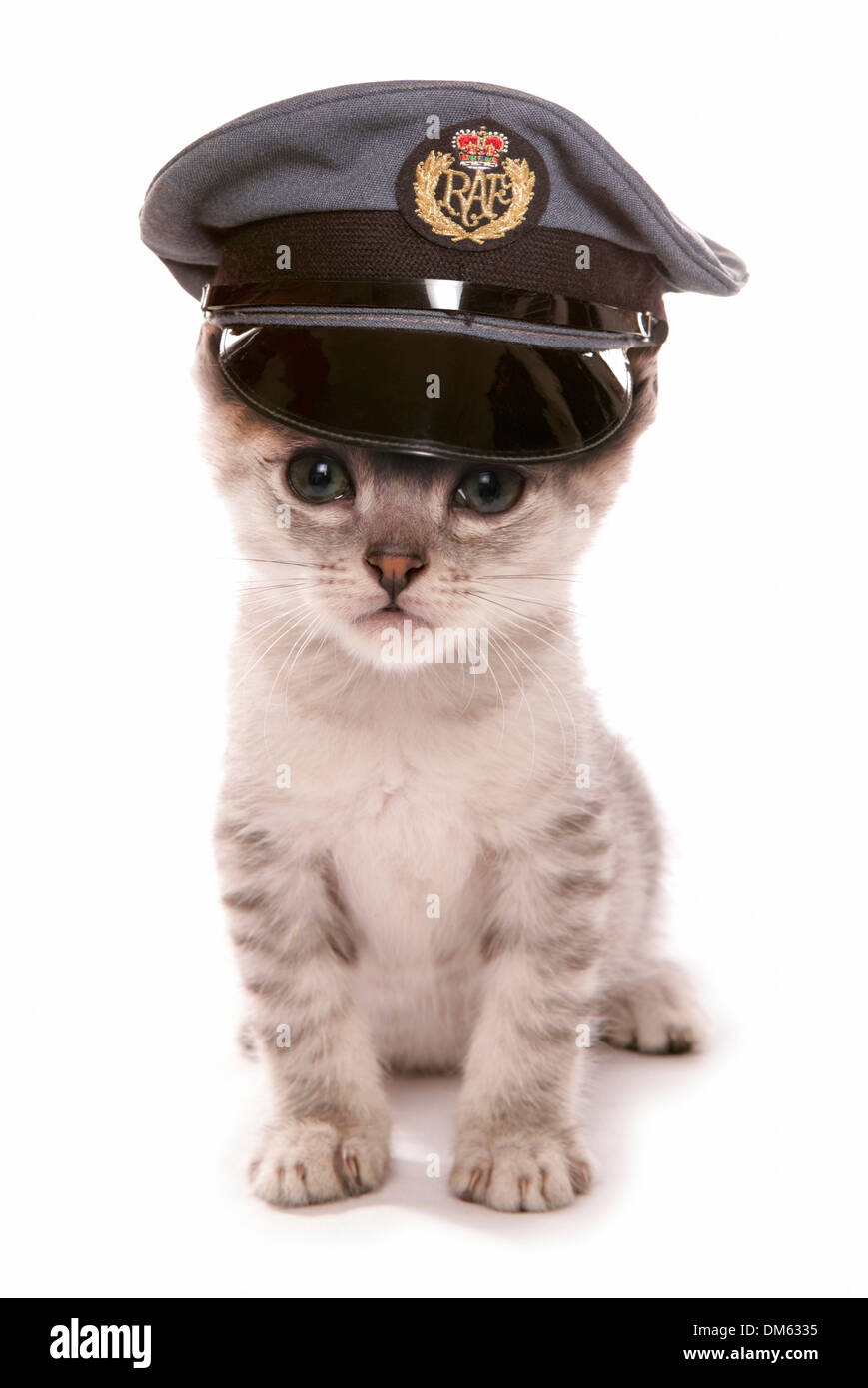 Somali cat. Kitten wearing RAF pilots hat. Studio picture against a ...