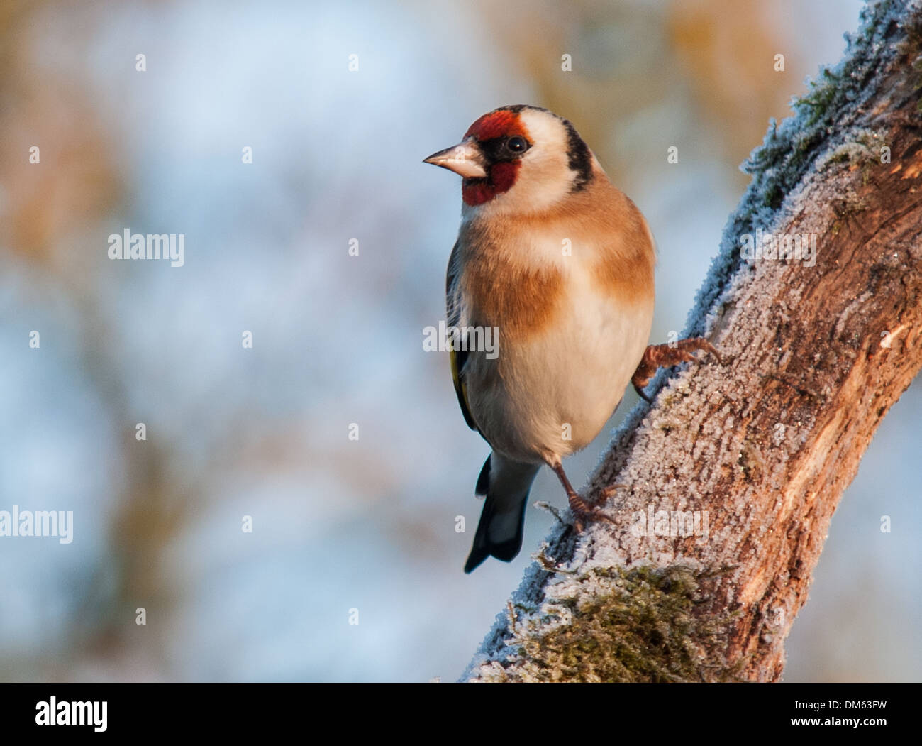 Goldfinch winter england hi-res stock photography and images - Alamy