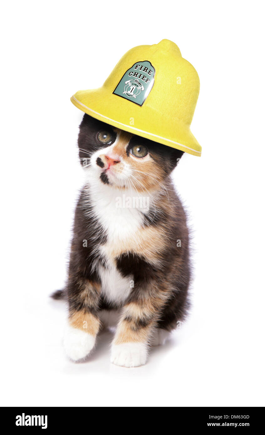Domestic cat. Tricoloured kitten wearing a firemans helmet. Studio ...