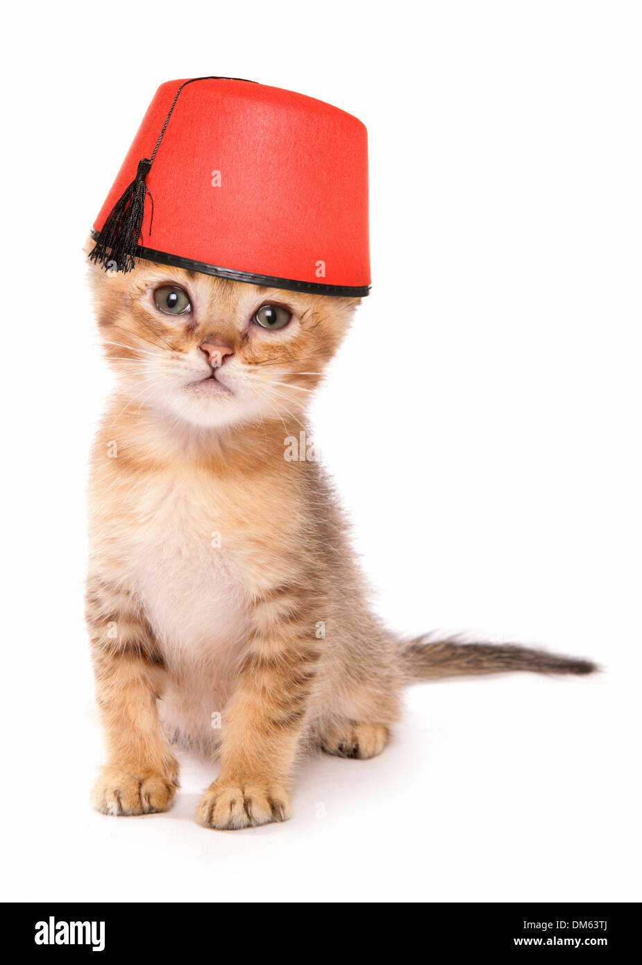 Asian cat. Kitten waring red Fez hat. Studio picture against a white ...