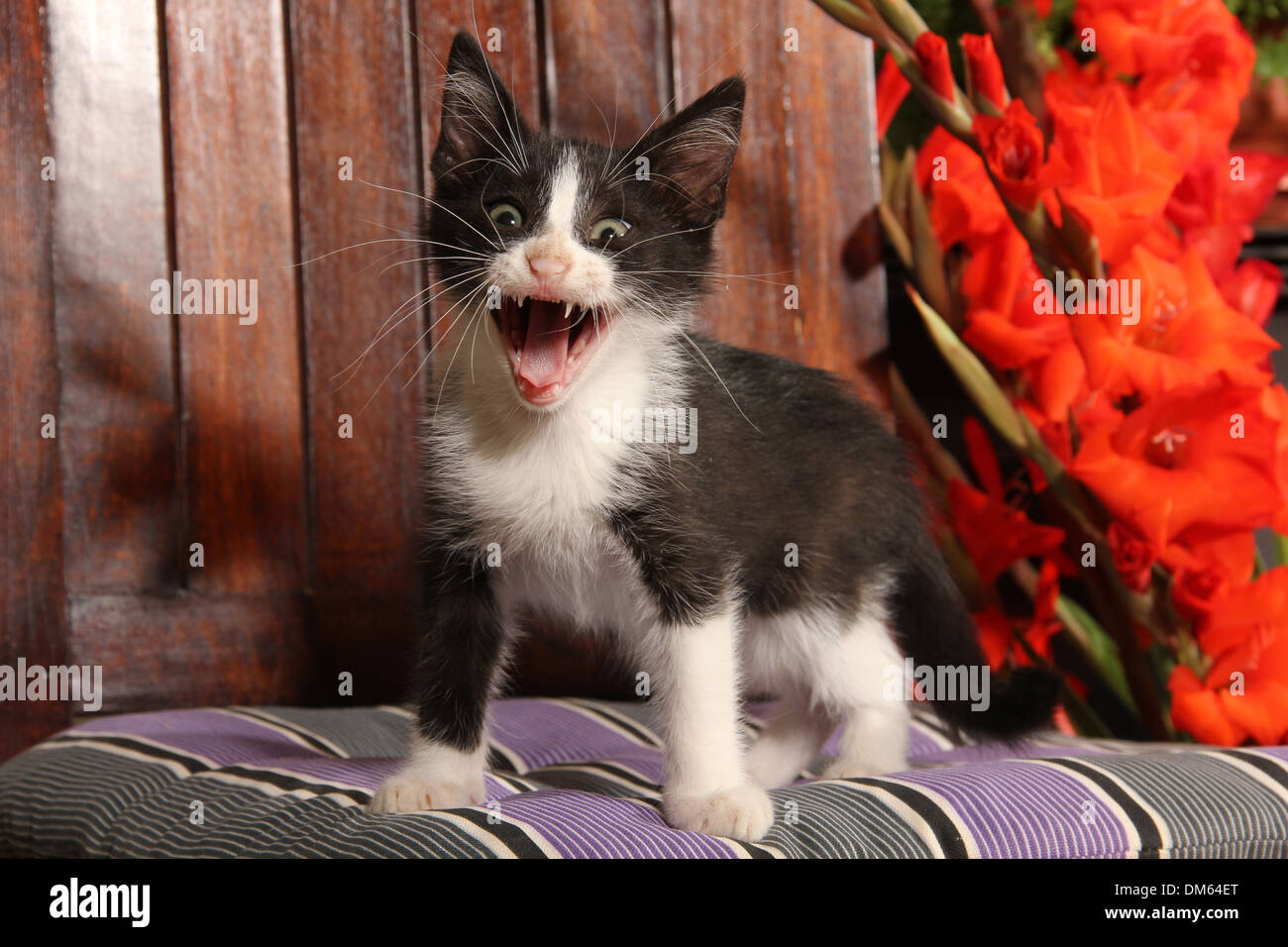 Domestic cat Kitten 2 month old standing cushion while spitting Stock ...