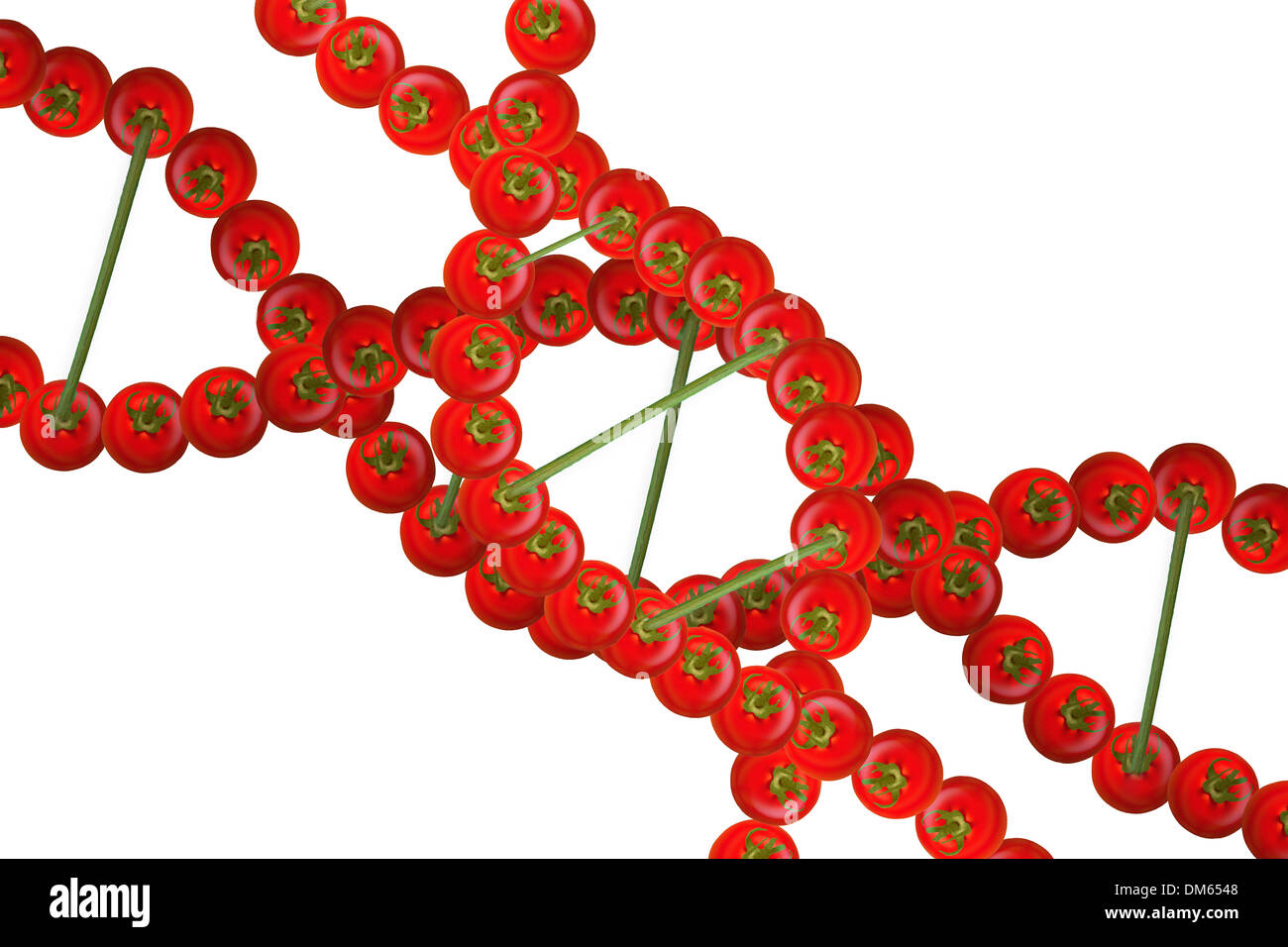 DNA strand with tomatoes Stock Photo - Alamy