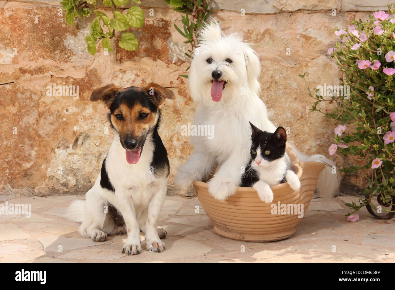Maltese Jack Russell Terrier kitten terracotta dish terrace Stock Photo ...