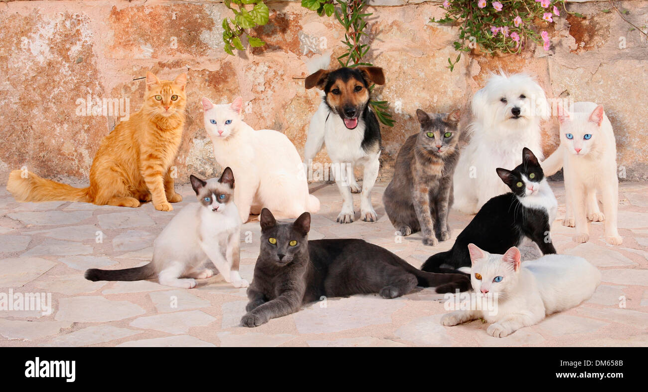 Maltese Jack Russell Terrier eight cats terrace Stock Photo - Alamy