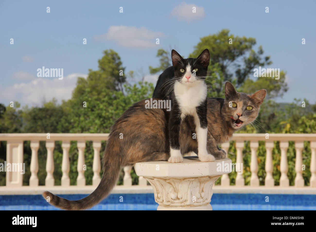 Domestic cat Two young cats column next to swimming pool Stock Photo ...