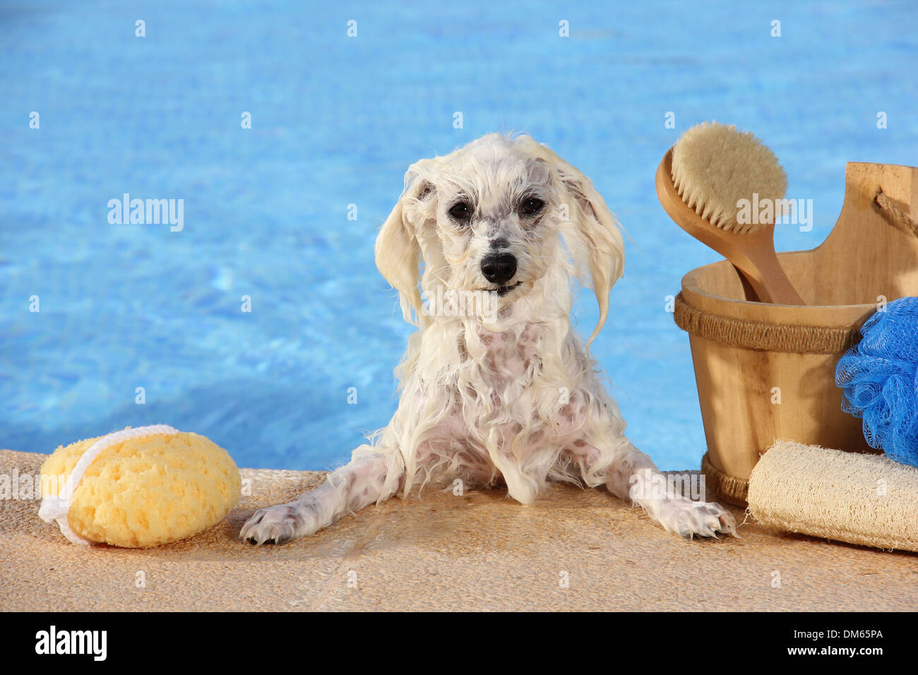 Wet Maltese looking out from swimming pool Stock Photo - Alamy