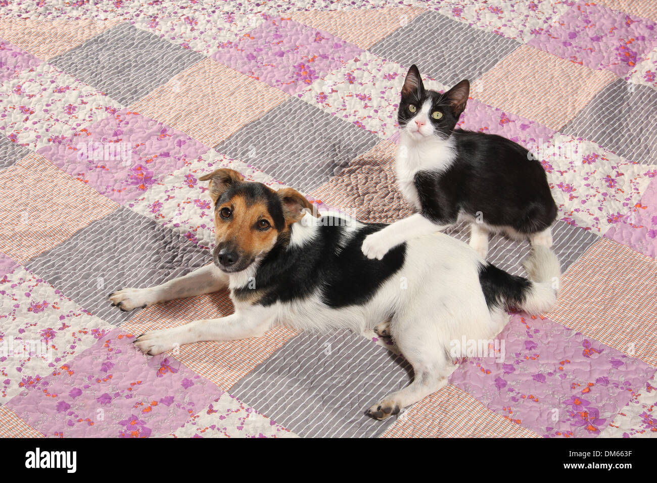 Jack Russell Terrier kitten 4 month old lying patchwork blanket while ...