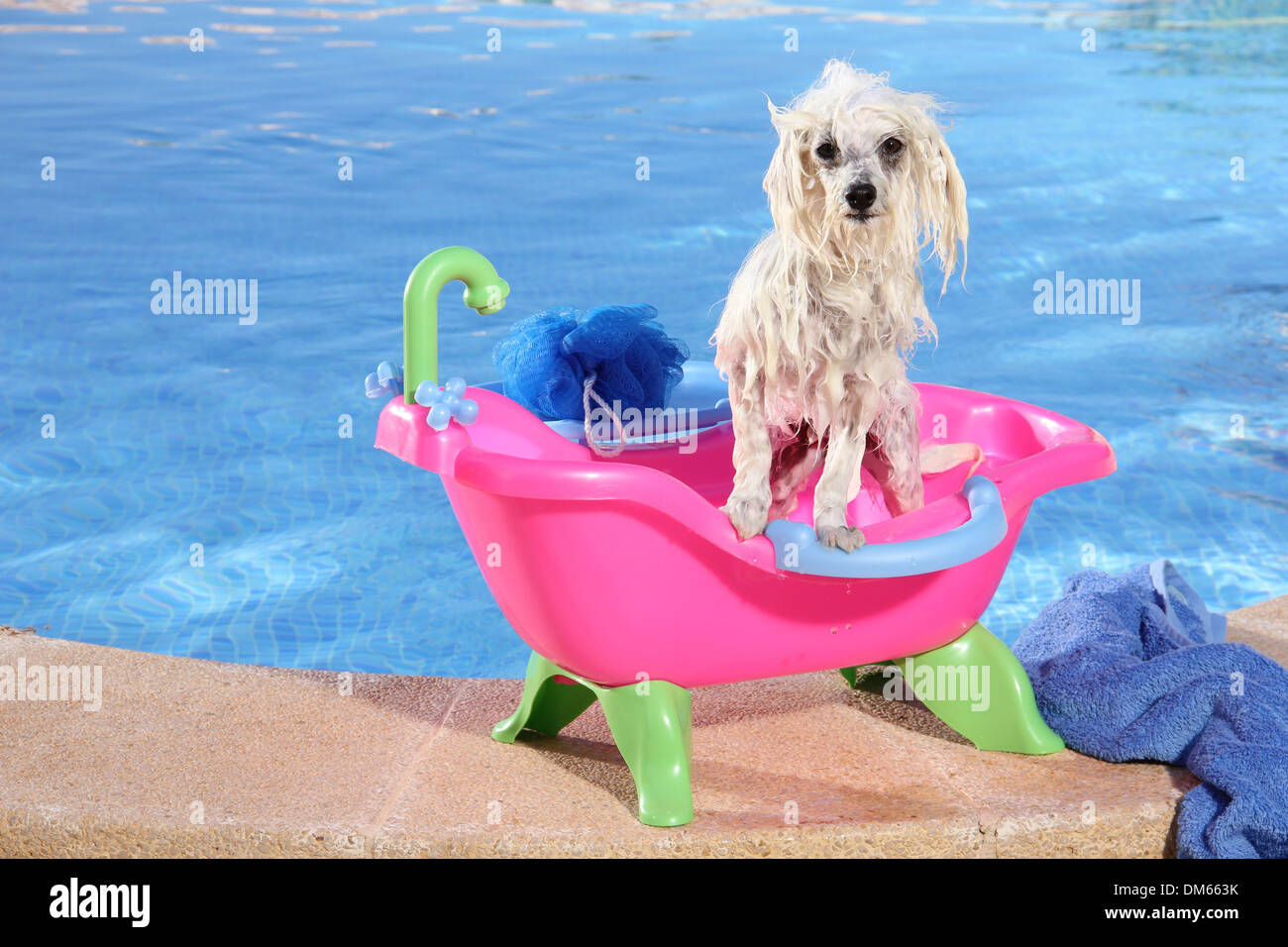 Wet Maltese looking out from bathtub standing next to swimming pool ...