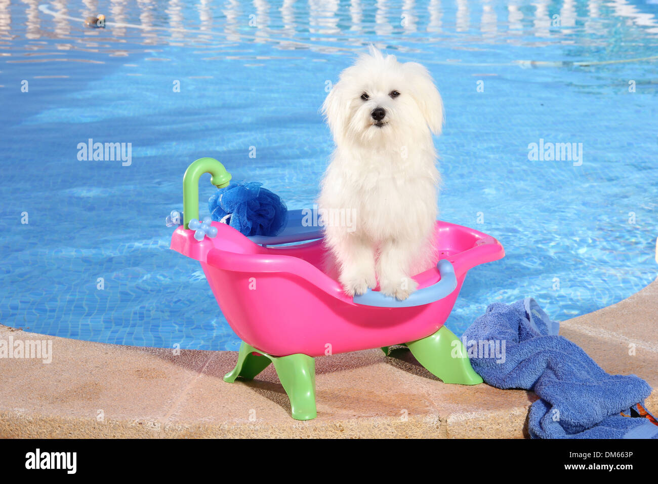 Maltese looking out from bathtub standing next to swimming pool Stock ...