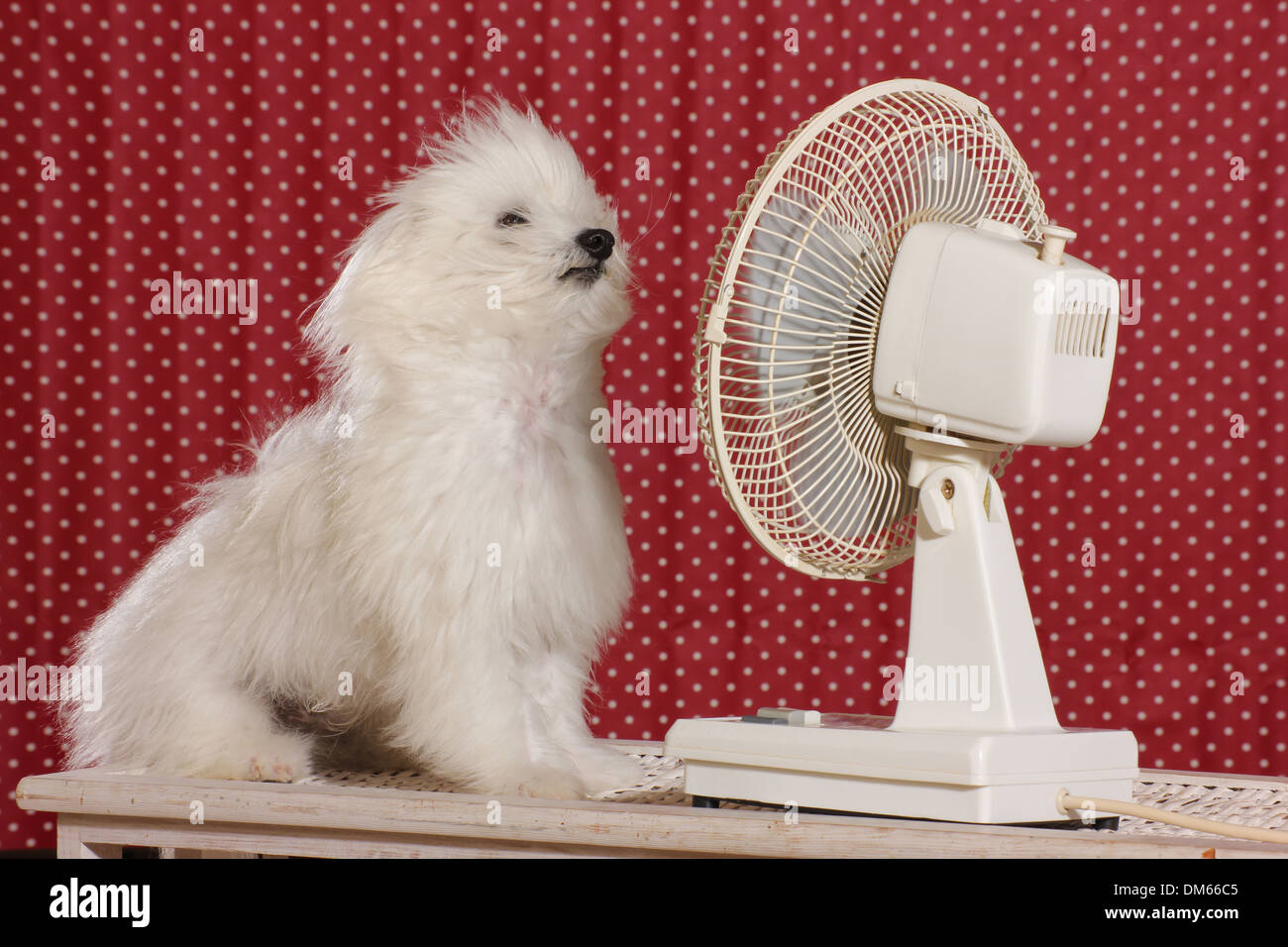Maltese standing front of an electric fan Stock Photo - Alamy