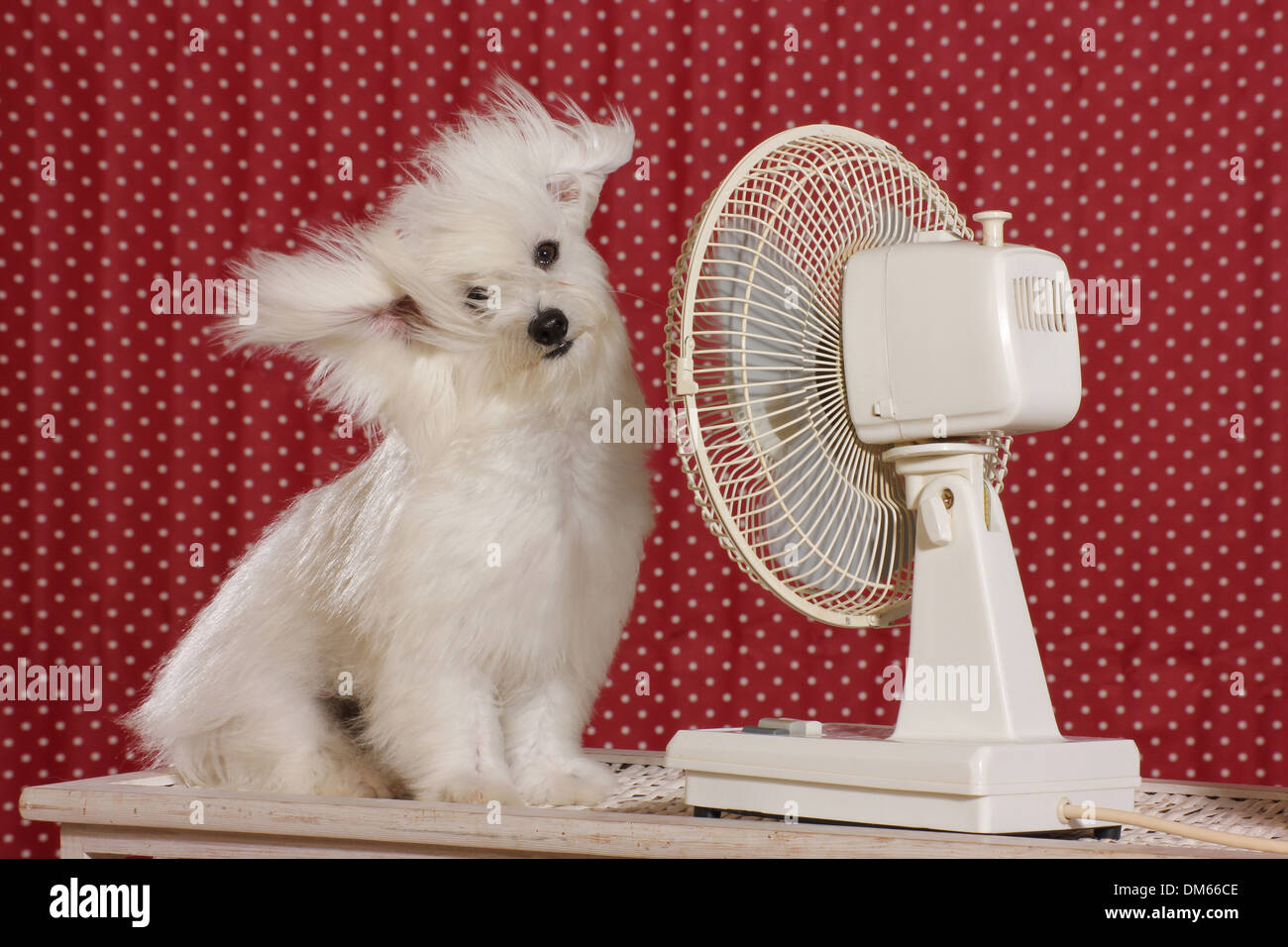 Electric fan dog hi-res stock photography and images - Alamy