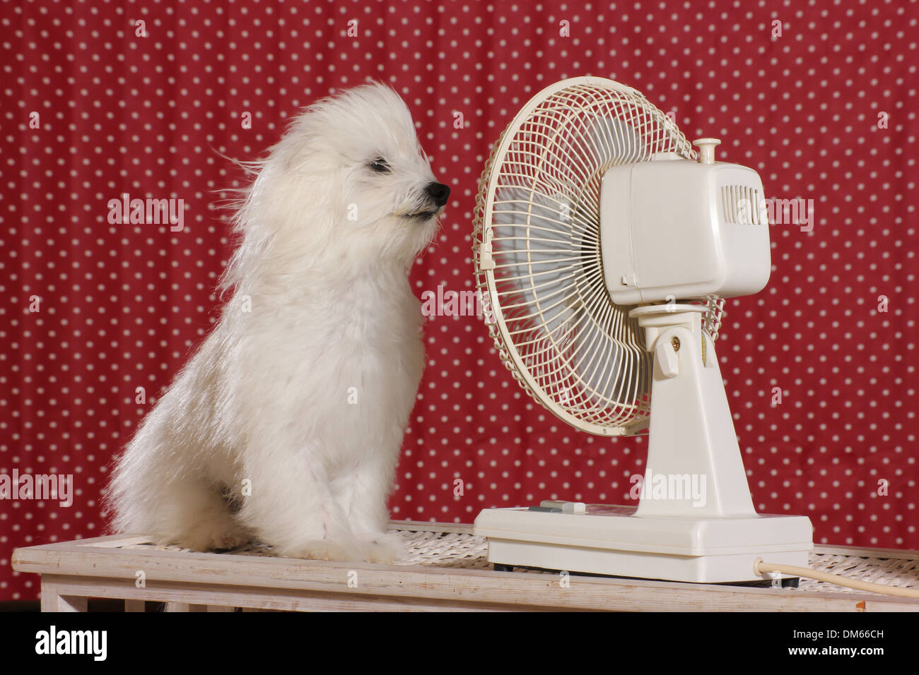Maltese standing front of an electric fan Stock Photo - Alamy