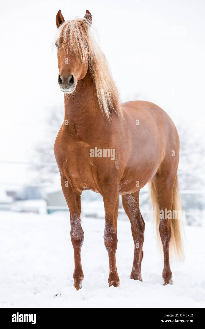 Chestnut Andalusian