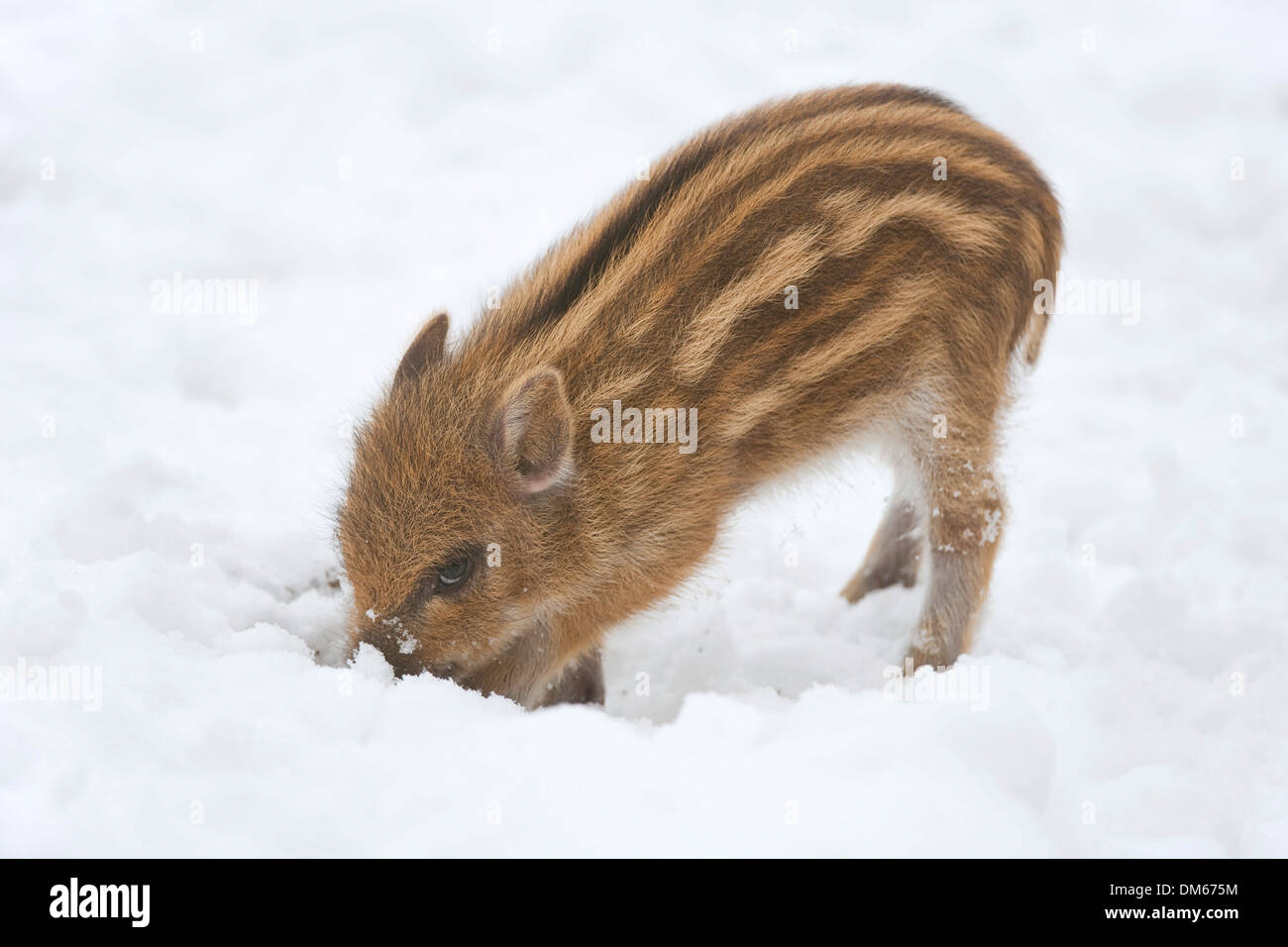 Boar sus scrofa burrow hi-res stock photography and images - Alamy
