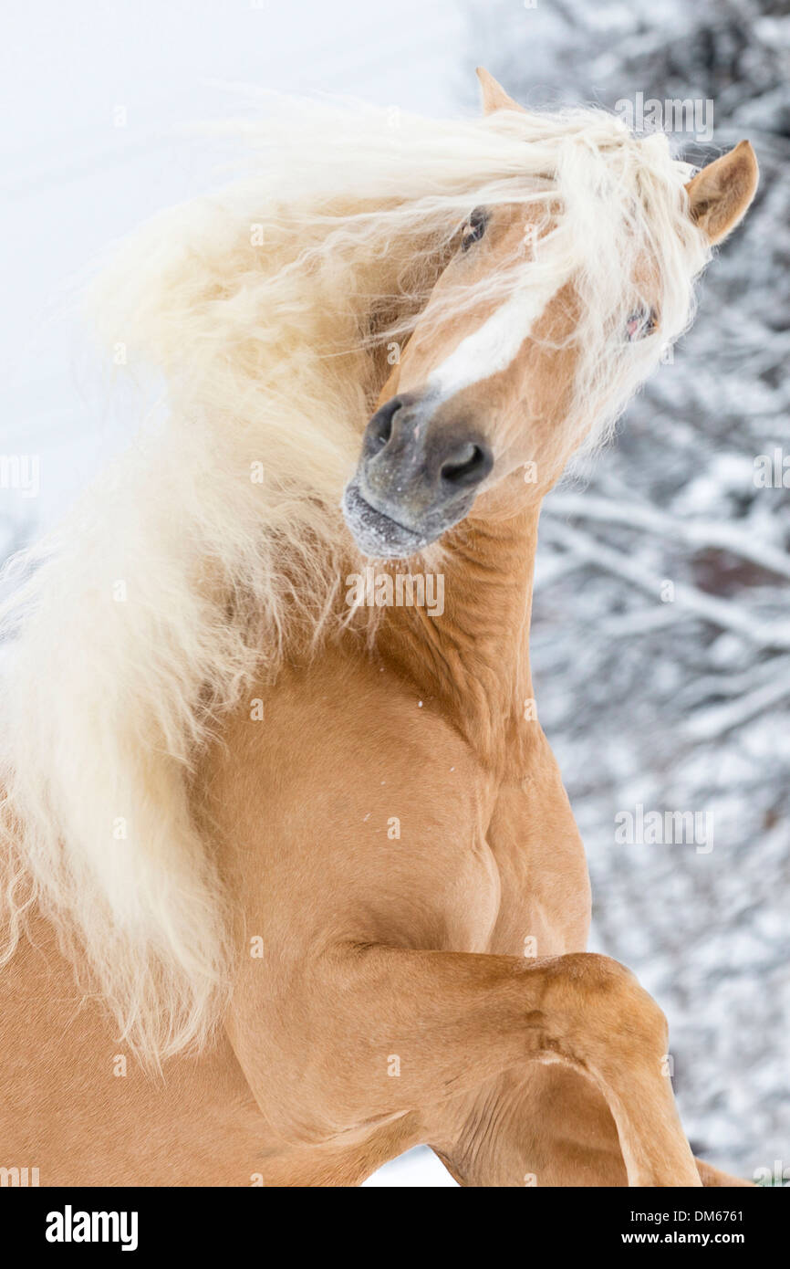 Palomino Andalusian Horses Palomino Andalusian Horses