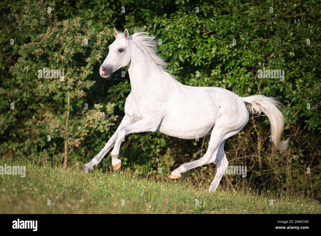 Anglo-Arabian Anglo-Arab Gray mare galloping pasture Stock Photo - Alamy