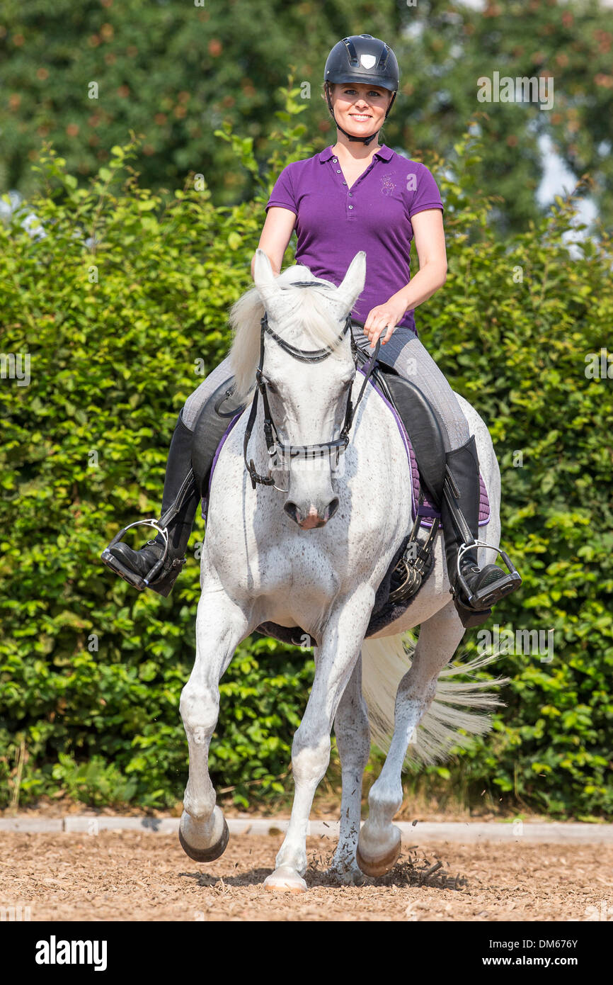 Anglo-Arabian, Anglo-Arab. Gray mare with rider trotting in a riding ...