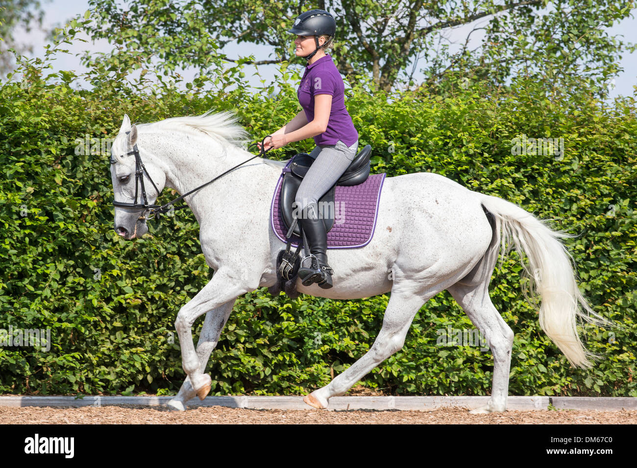 Anglo-Arabian, Anglo-Arab. Gray mare with rider galloping in a riding ...