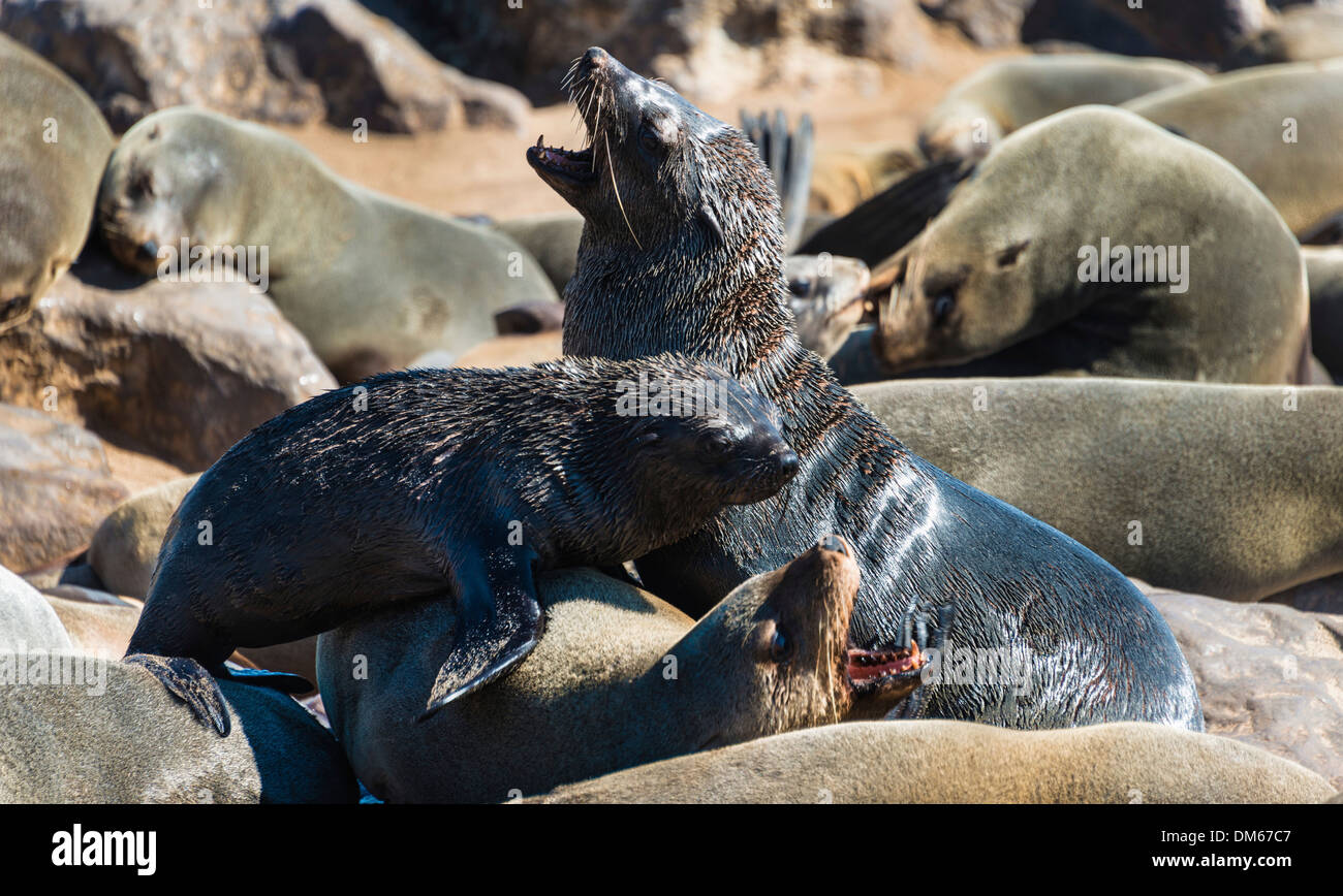 Fighting seals hi-res stock photography and images - Alamy