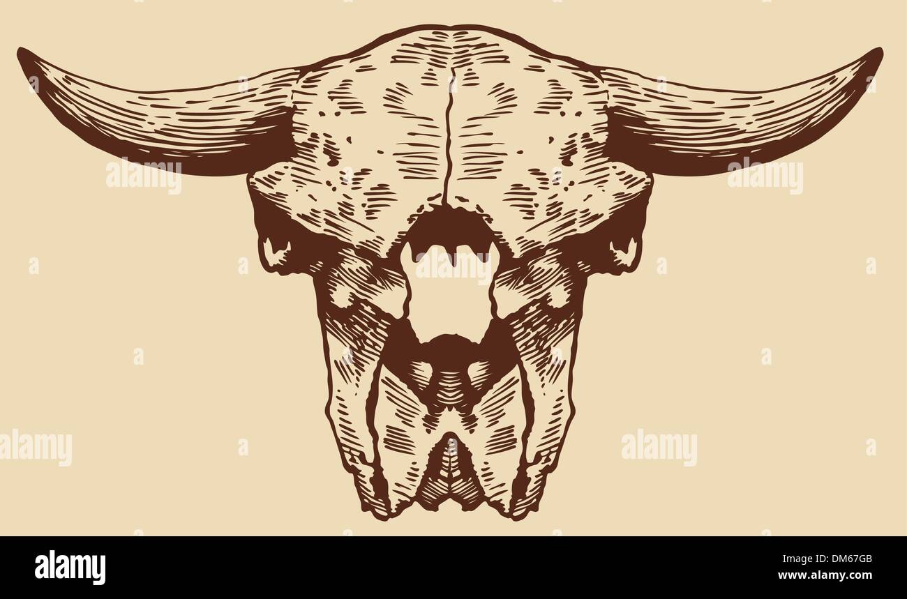 Bison skull hi-res stock photography and images - Alamy