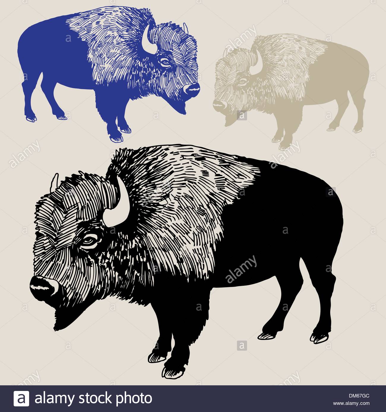 Buffalo Drawn Stock Photos & Buffalo Drawn Stock Images - Alamy