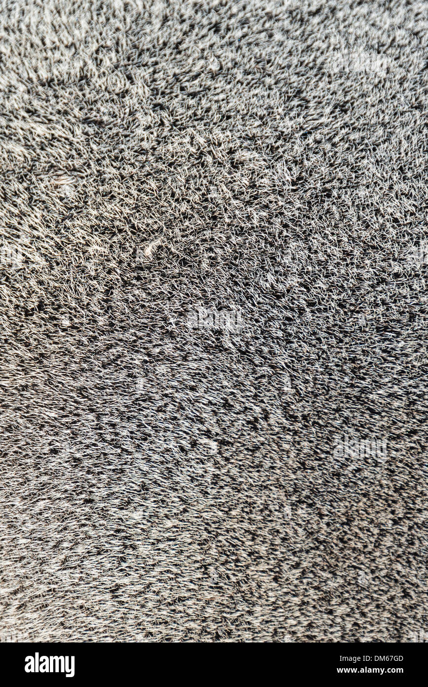 Sealskin hi-res stock photography and images - Alamy