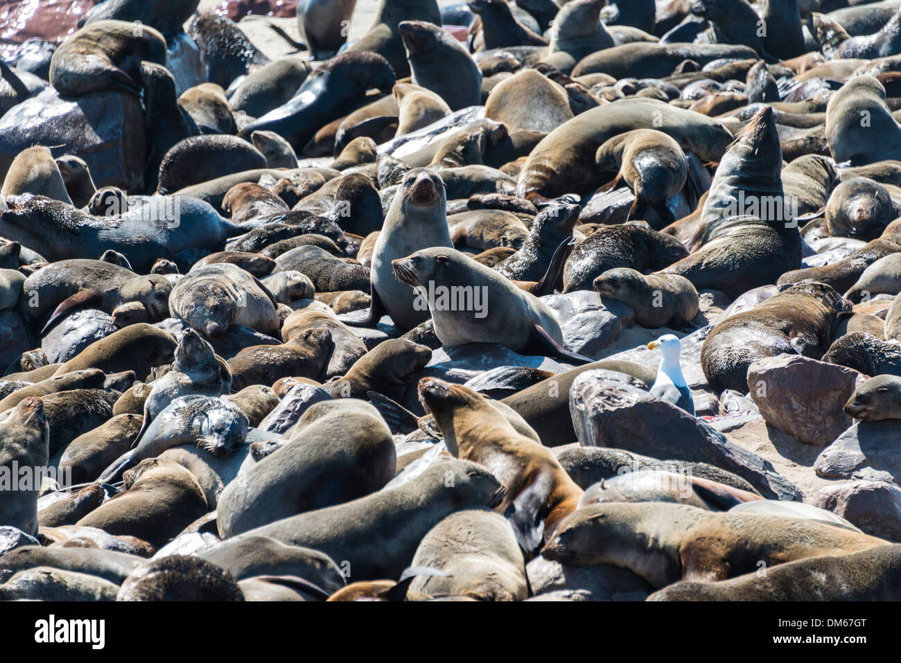 Colonies of seals hi-res stock photography and images - Alamy