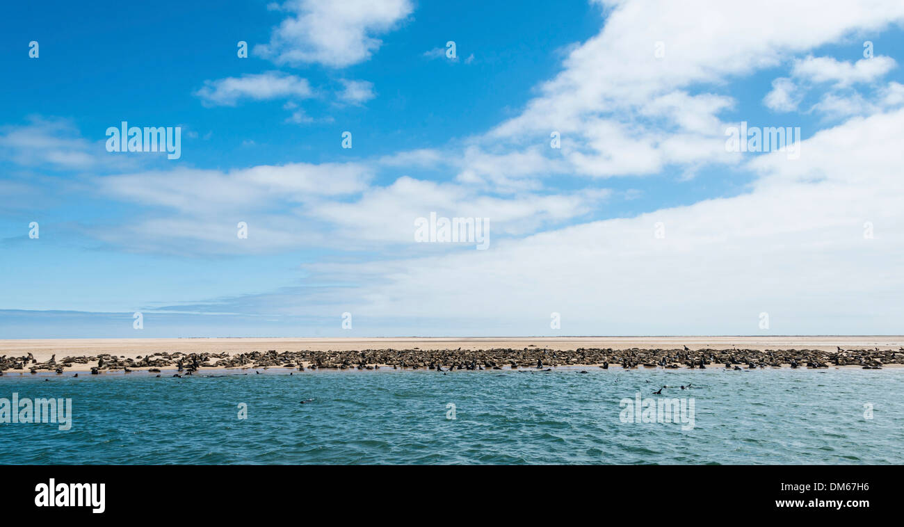 Namibia a colony of cape fur seals hi-res stock photography and images ...