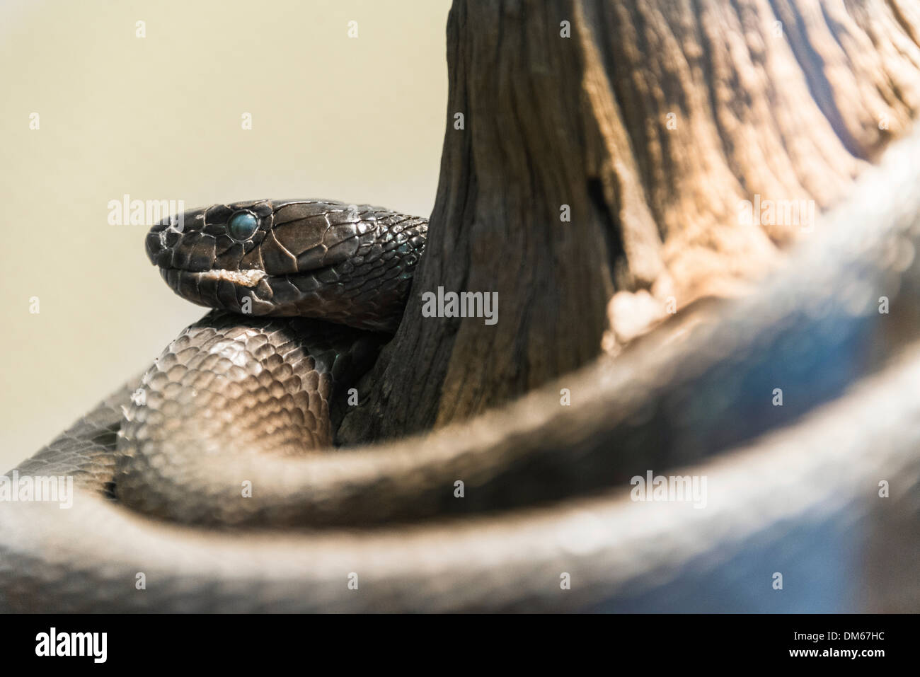Black Mamba (Dendroaspis polylepis), Living Desert Snake Park, Walvis ...