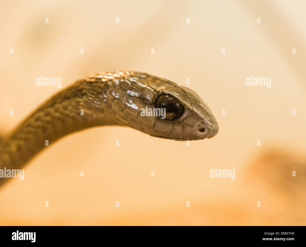 Boomslang (Dispholidus typus), Living Desert Snake Park, Walvis Bay ...