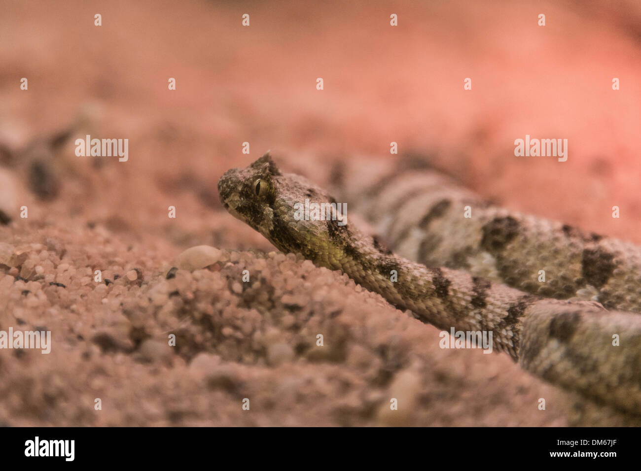 Horned Puff Adder (Bitis caudalis), Living Desert Snake Park, Walvis ...