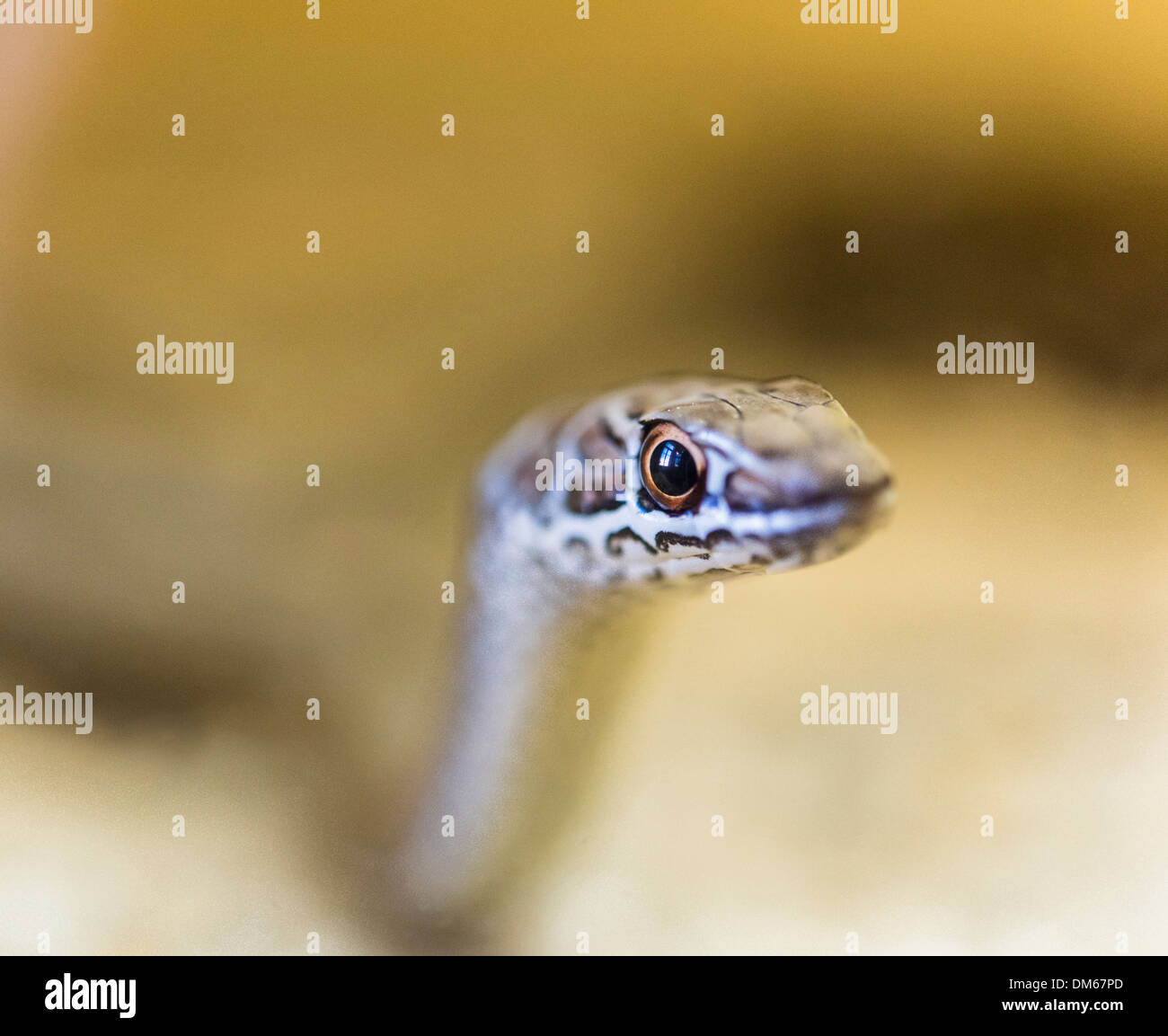 Leopard Sand Snake (Psammophis leopardinus brevirostris), Leopard ...