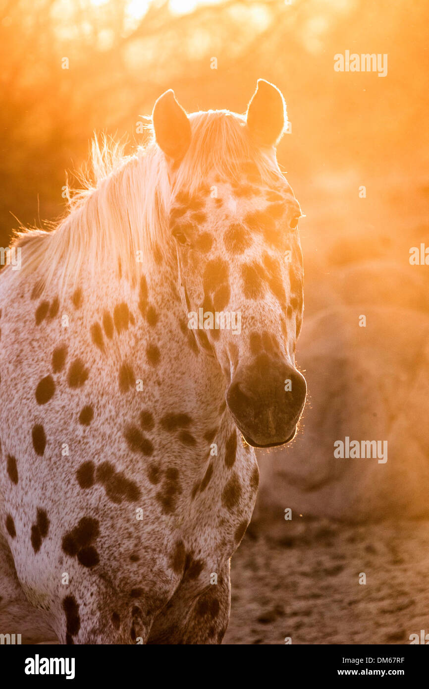 Appaloosa Portrait of leopard-spotted horse backlight New Zealand Stock ...