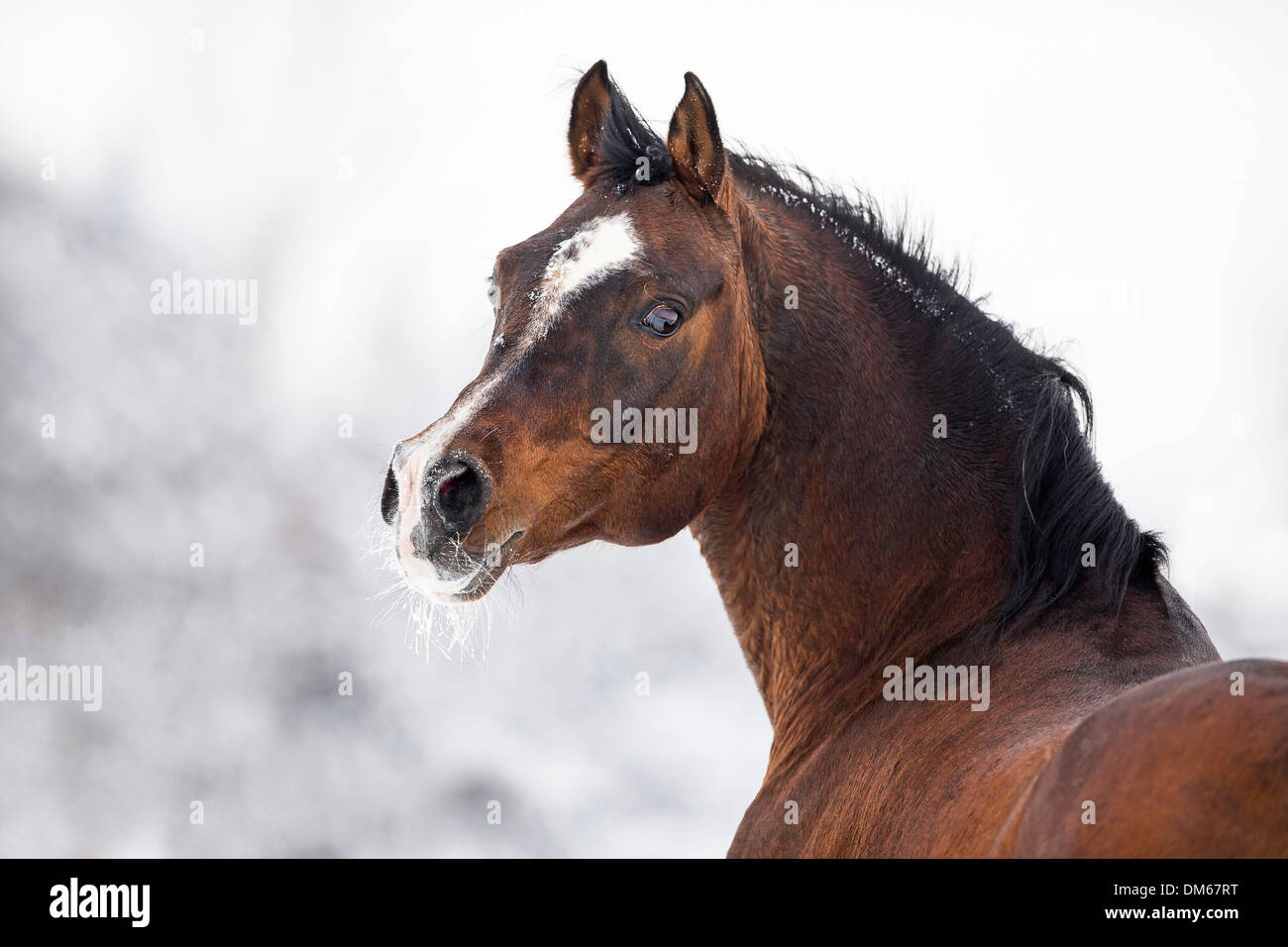 Arabian Horse Portrait of bay stallion winter Stock Photo - Alamy