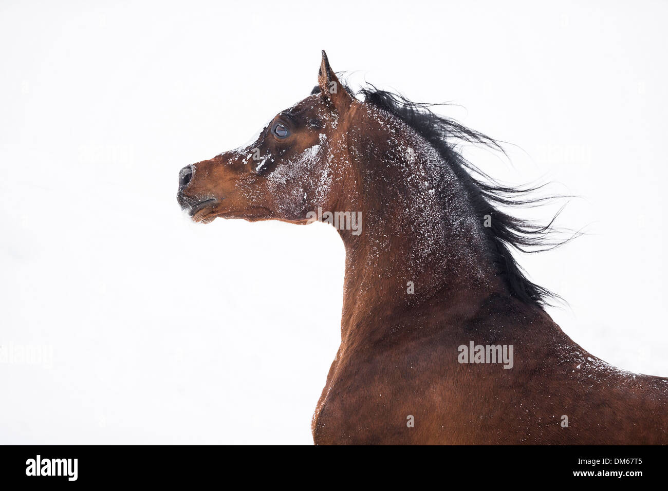 Arabian Horse. Portrait of a bay stallion in winter Stock Photo - Alamy