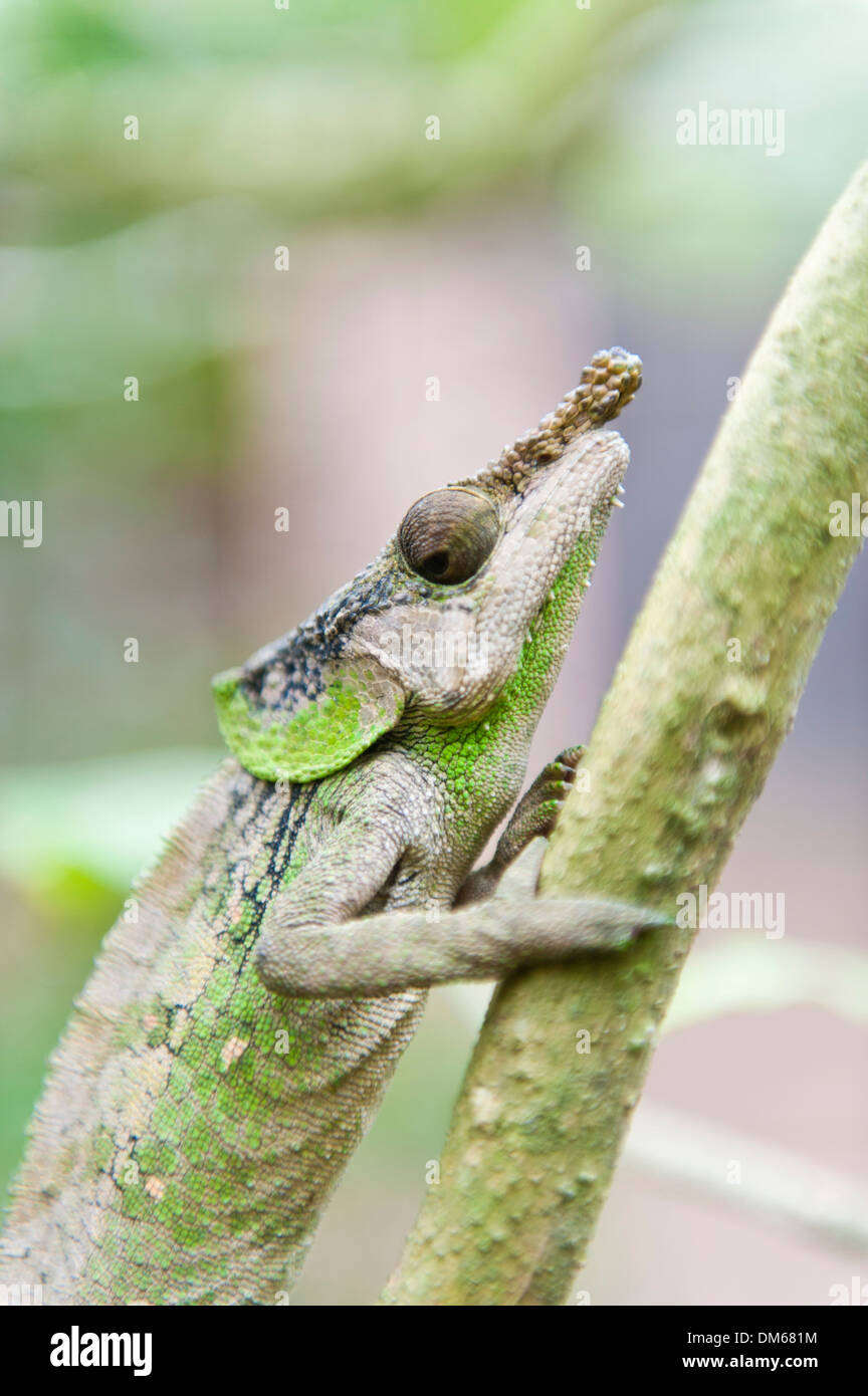Rhinoceros Chameleon (Furcifer rhinoceratus), Exotic Parc, Peyriar ...