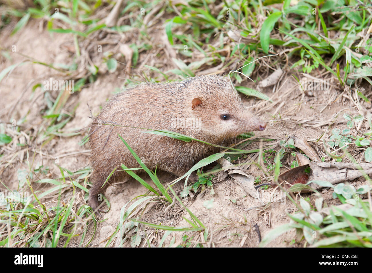 Tenrec hi-res stock photography and images - Alamy