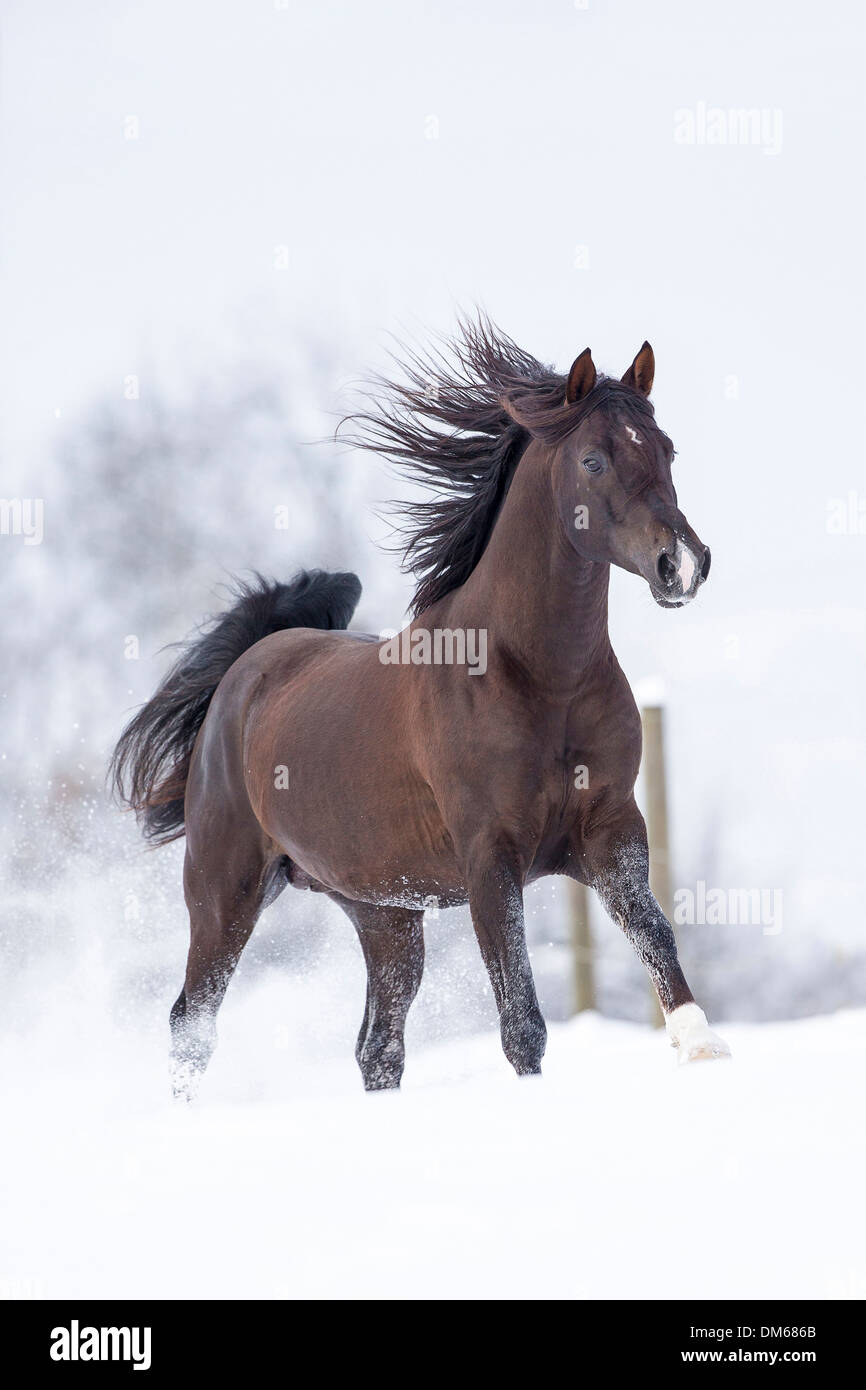 Arabian Horse Chestnut stallion galloping snowy pasture Stock Photo - Alamy