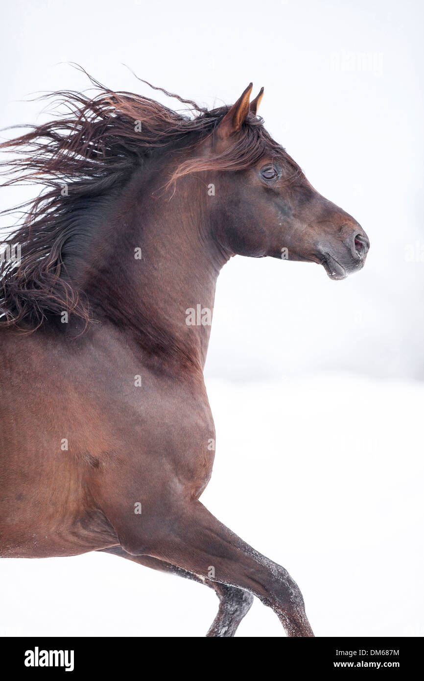 Arabian Horse Chestnut stallion galloping snowy pasture Stock Photo - Alamy
