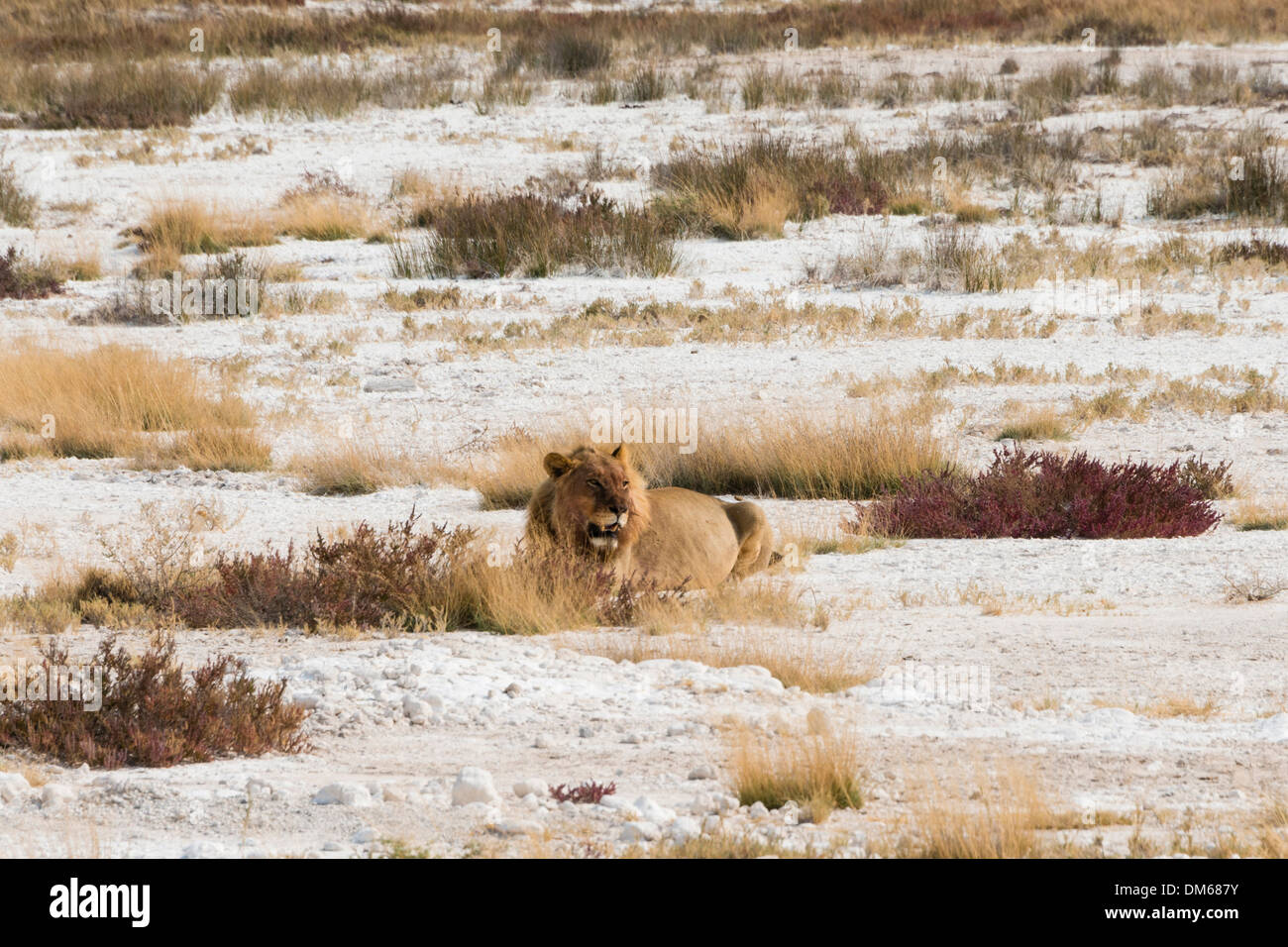 Lion (Panthera leo), male lion resting with a full stomach on the edge ...