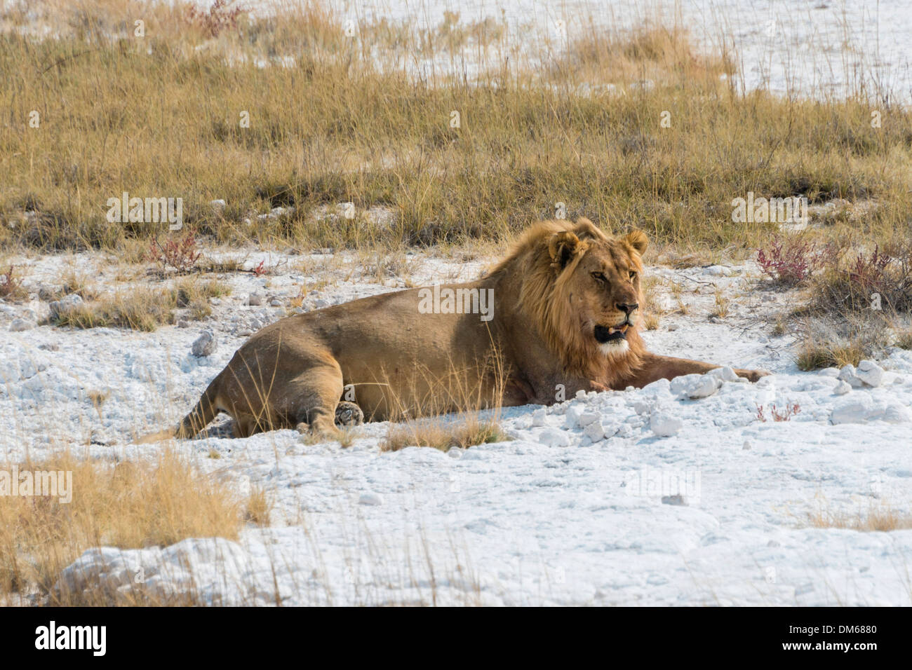 Male lion full stomach resting hi-res stock photography and images - Alamy