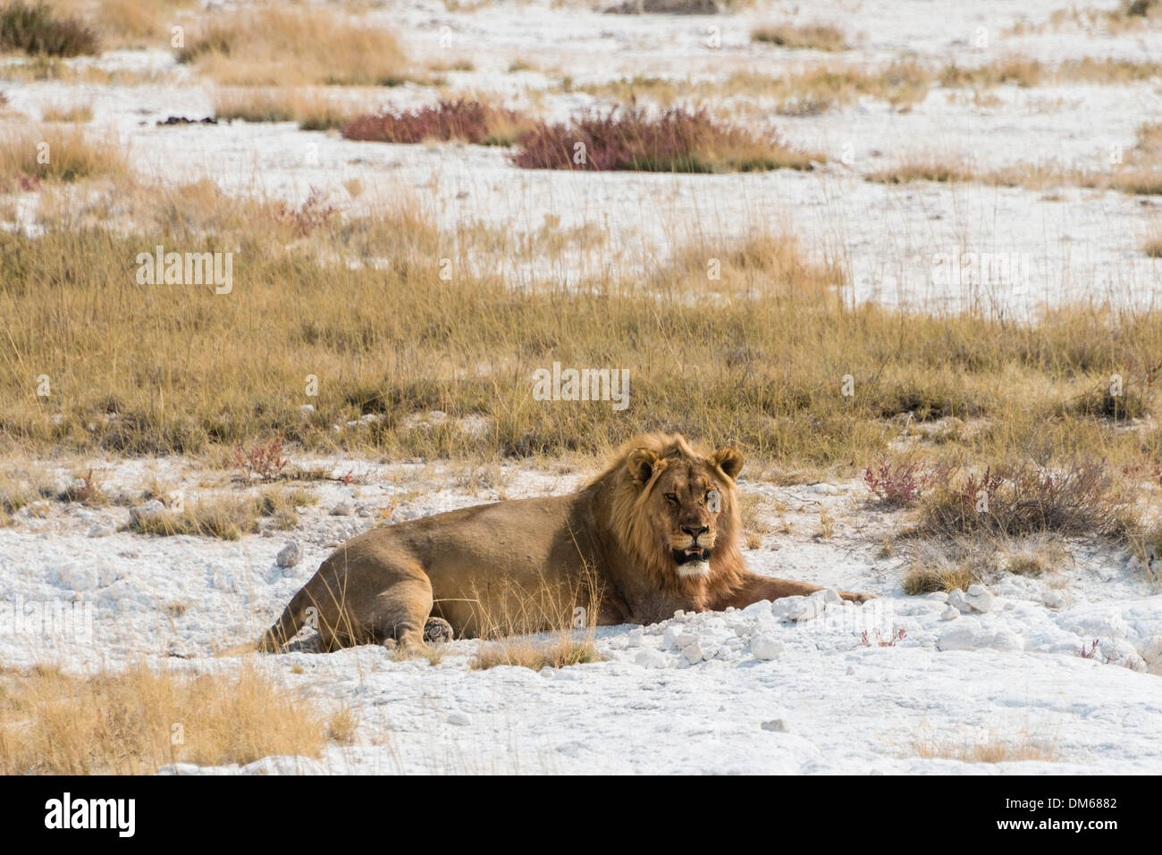 Lion (Panthera leo), male lion resting with a full stomach on the edge ...