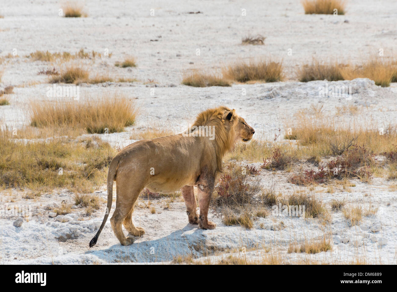 Lion with full stomach hi-res stock photography and images - Alamy