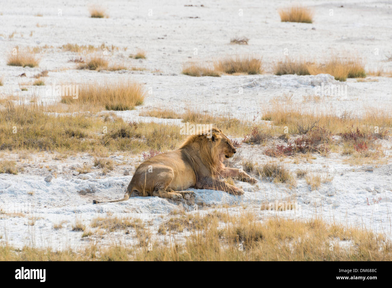Lion (Panthera leo), male lion resting with a full stomach on the edge ...
