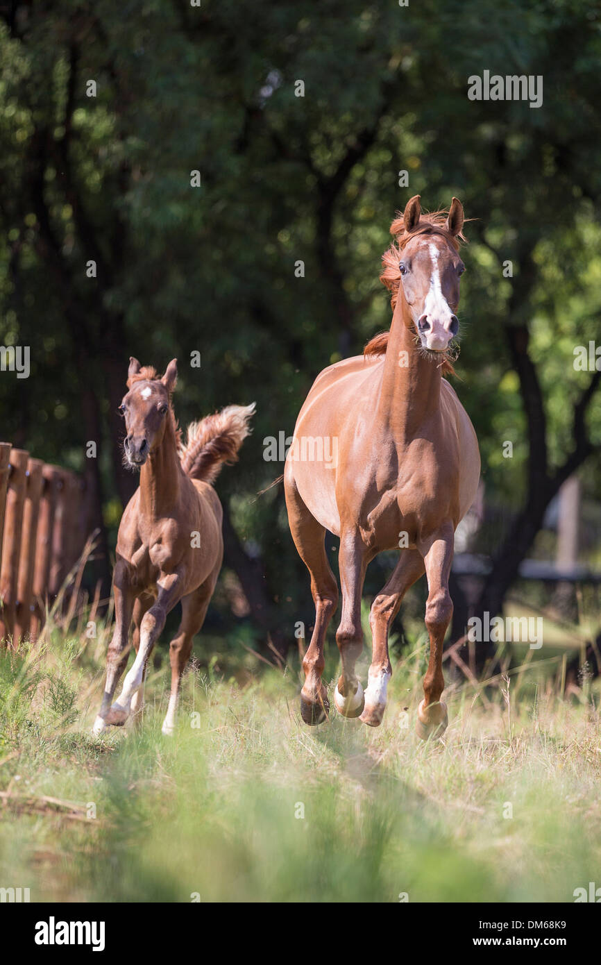 Arab Horse Arabian Horse Chestnut mare foal galloping towards the ...