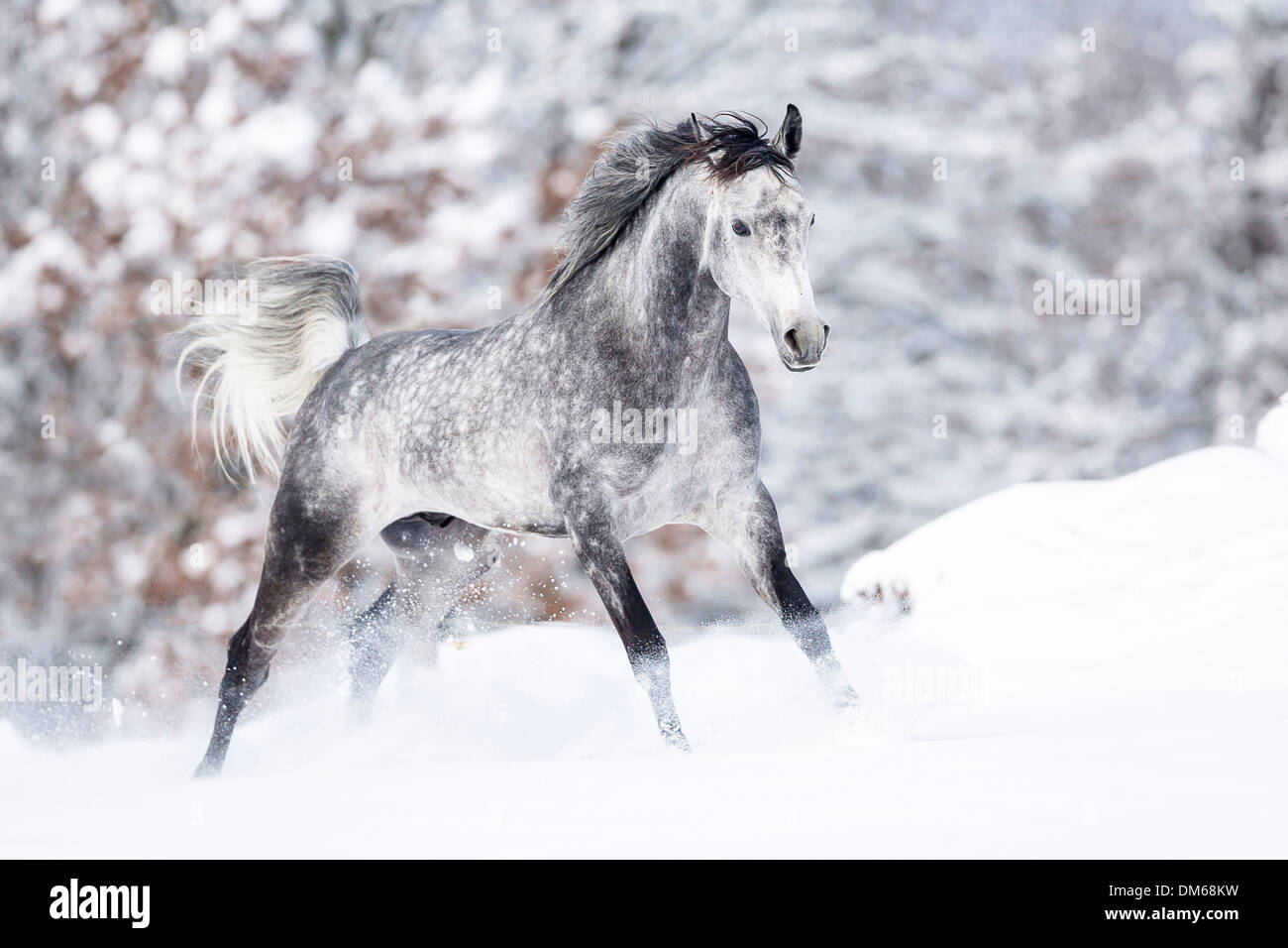 Arabian Horse Gray stallion galloping snowy pasture Stock Photo - Alamy