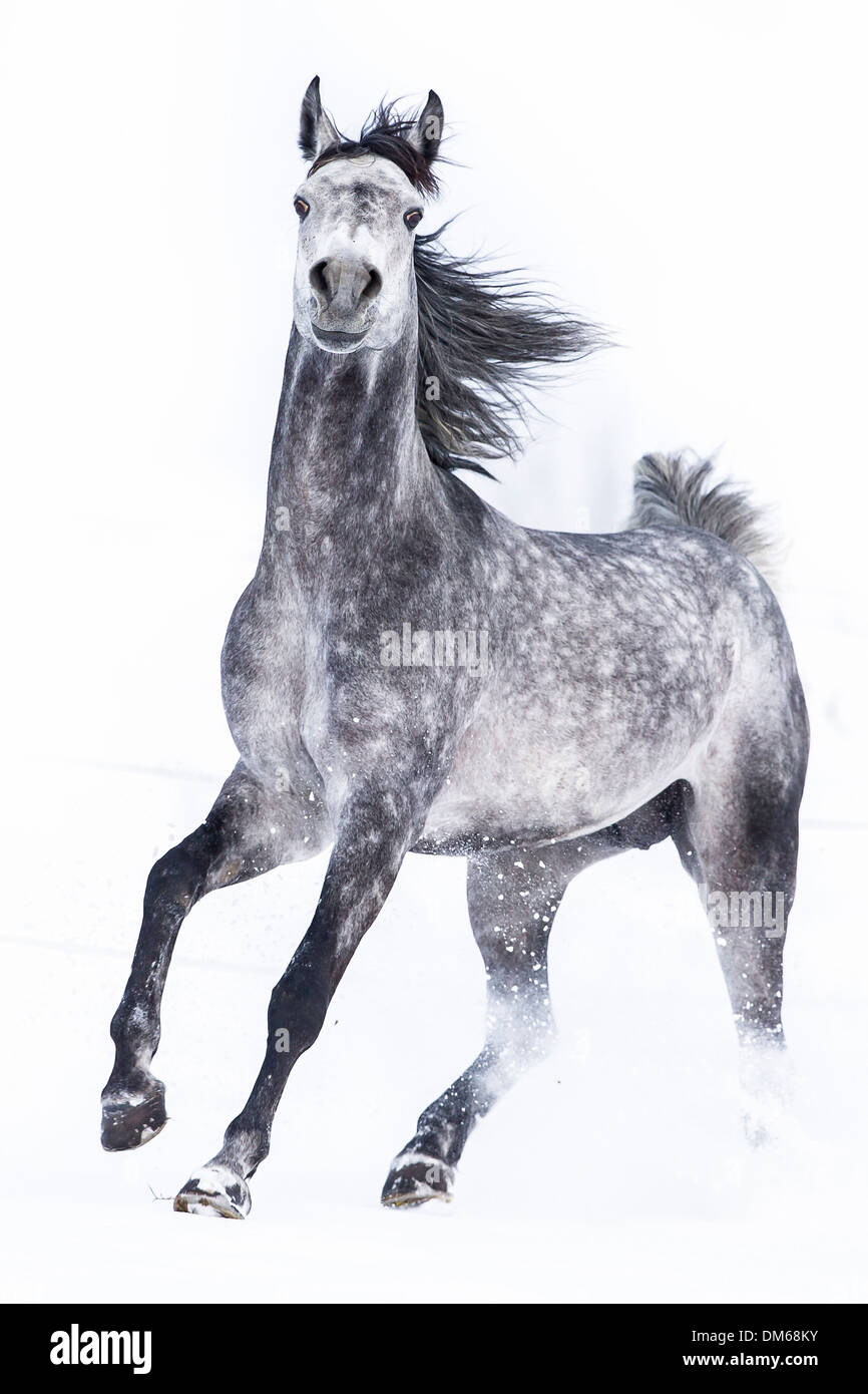 Arabian Horse. Gray stallion galloping on a snowy pasture Stock Photo ...