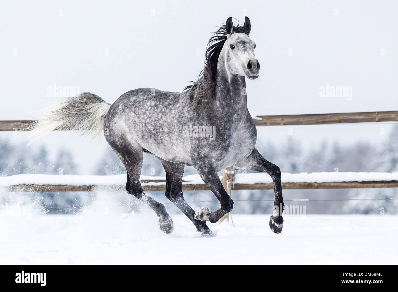 Arabian Horse Gray stallion galloping snowy pasture Stock Photo - Alamy